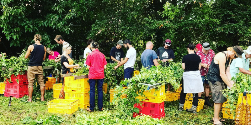 Transform your business model and operations (The Mussel Inn) - SBN